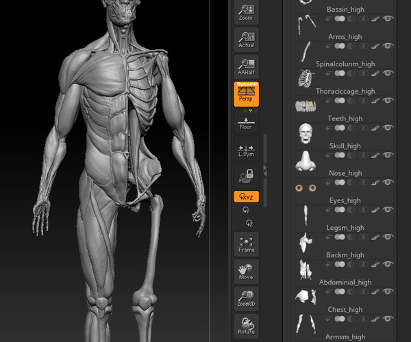 ArtStation - Skeleton & Muscles Study | Resources