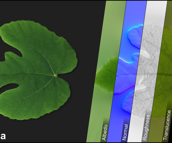 ArtStation - Photometric Scan Vegetation - Ficus Carica - Leaf 1 | Game ...