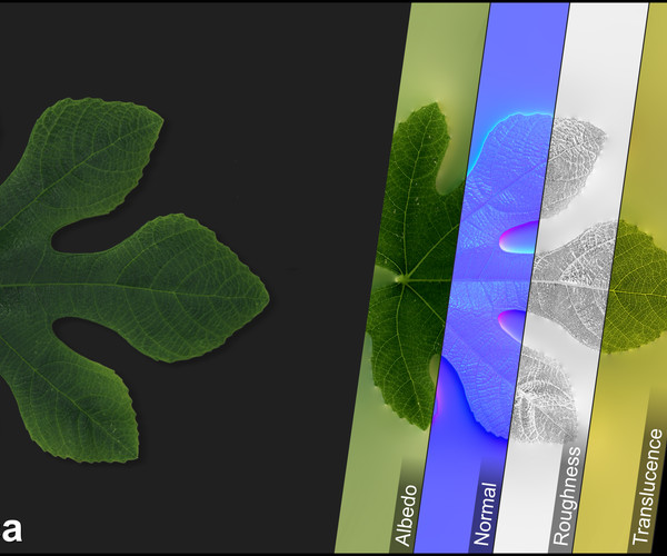 ArtStation - Photometric Scan Vegetation - Ficus Carica - Leaves Kit 1 ...