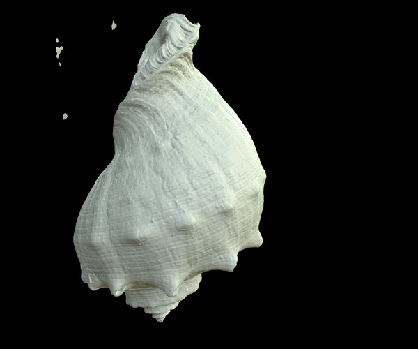 ArtStation - Photoscan_Conch_0001_only HighPoly Mesh (16K Texture ...
