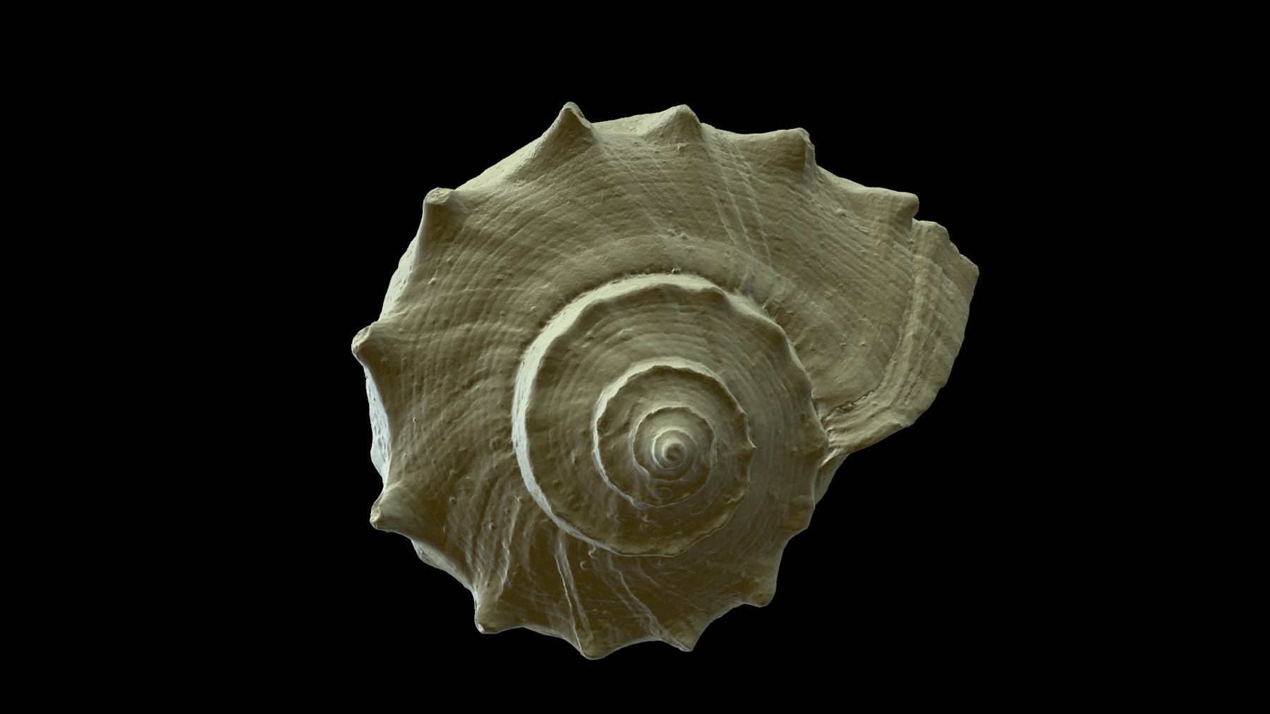 ArtStation - Photoscan_Conch_0001_only HighPoly Mesh (16K Texture ...