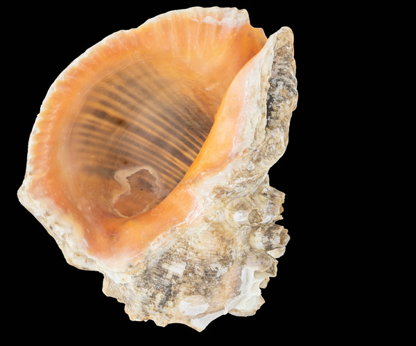 ArtStation - Photoscan_Conch_0003_only HighPoly Mesh (16K Texture ...