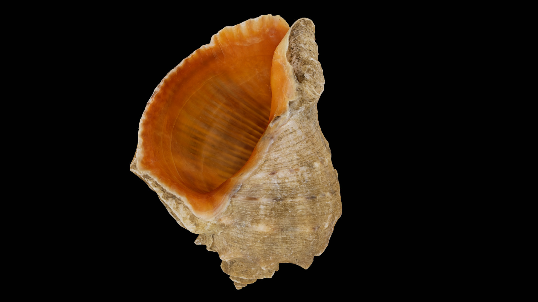 ArtStation - Photoscan_Conch_0005_only HighPoly Mesh (16K Texture ...