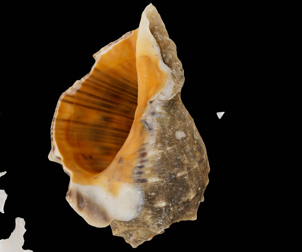 ArtStation - Photoscan_Conch_0006_only HighPoly Mesh (16K Texture ...