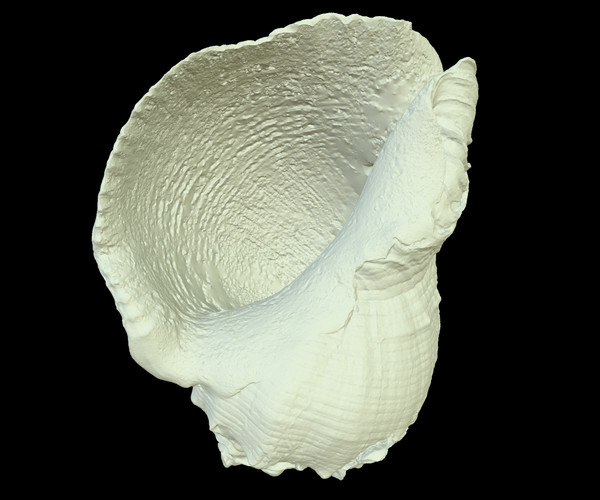 ArtStation - Photoscan_Conch_0008_only HighPoly Mesh (16K Texture ...