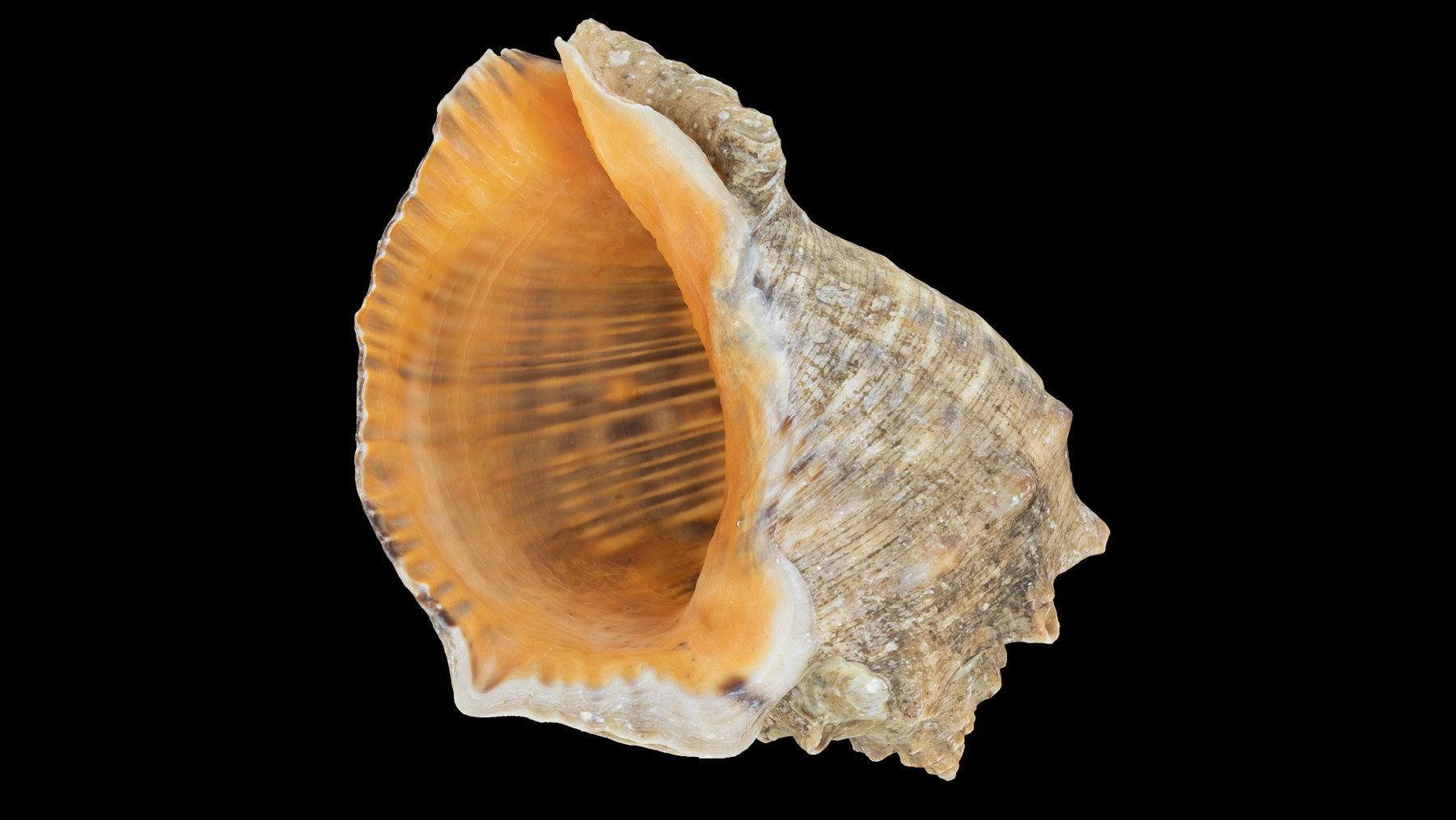 ArtStation - Photoscan_Conch_0009_only HighPoly Mesh (16K Texture ...