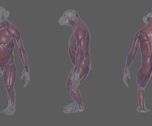 ArtStation - MONKEY - Chimpanzee – sculpt/retopology/skeleton/muscles ...