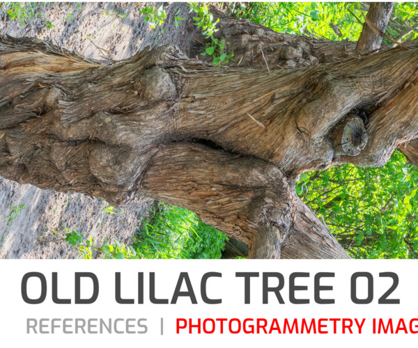 ArtStation - Lilac Tree Trunk #2 Photogrammetry image pack | Resources