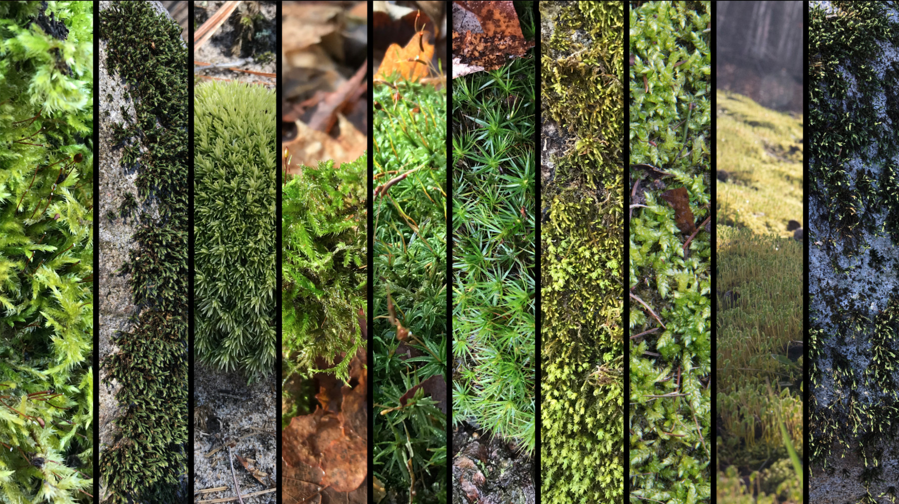 ArtStation - Textures: Moss | Resources