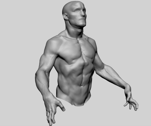 ArtStation - Upper Body Sculpting | Resources