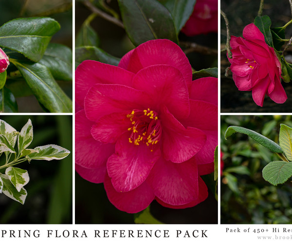 ArtStation - Flowers & Plants - 450+ Spring Flora Reference Pack Vol1 ...