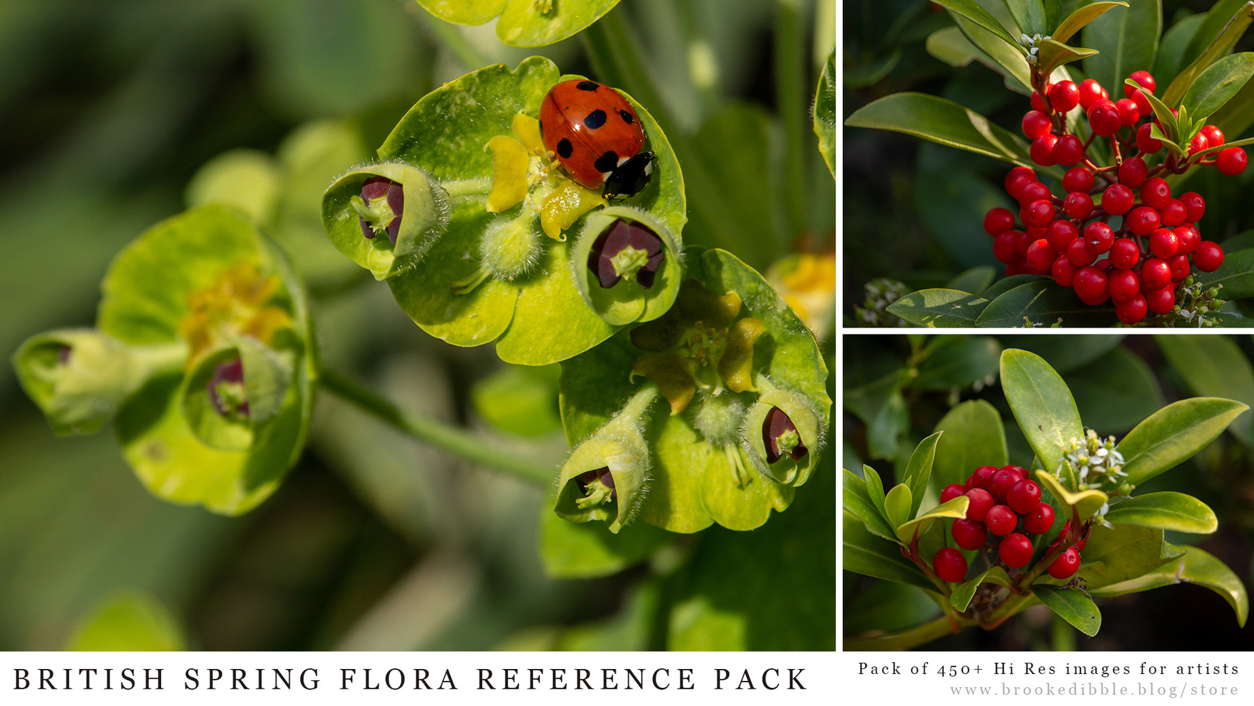 ArtStation - Flowers & Plants - 450+ Spring Flora Reference Pack Vol1 ...