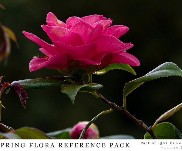 ArtStation - Flowers & Plants - 450+ Spring Flora Reference Pack Vol1 ...