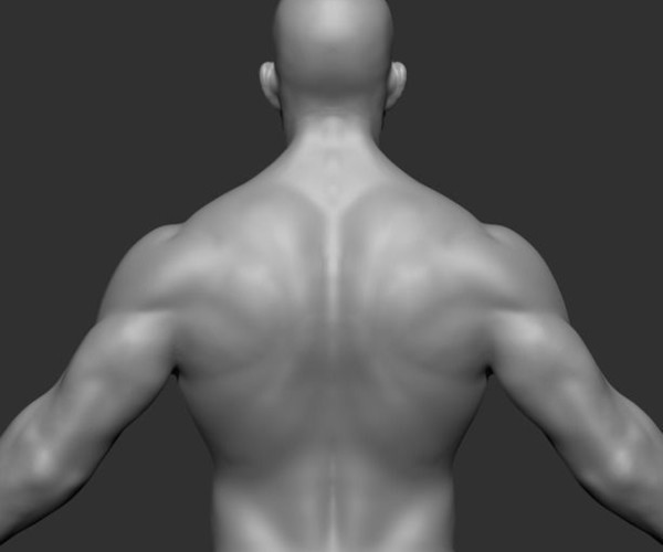 ArtStation - Human Anatomy Base Sculpture High Poly 3D Model | Game Assets