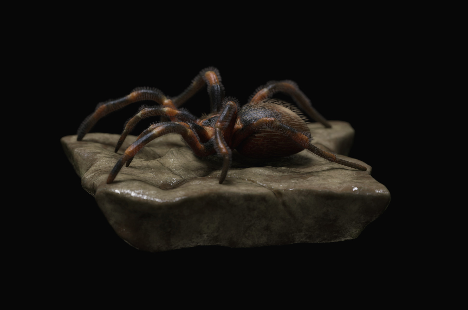 ArtStation - Red-knee Tarantula (brachypelma smithi) | Resources