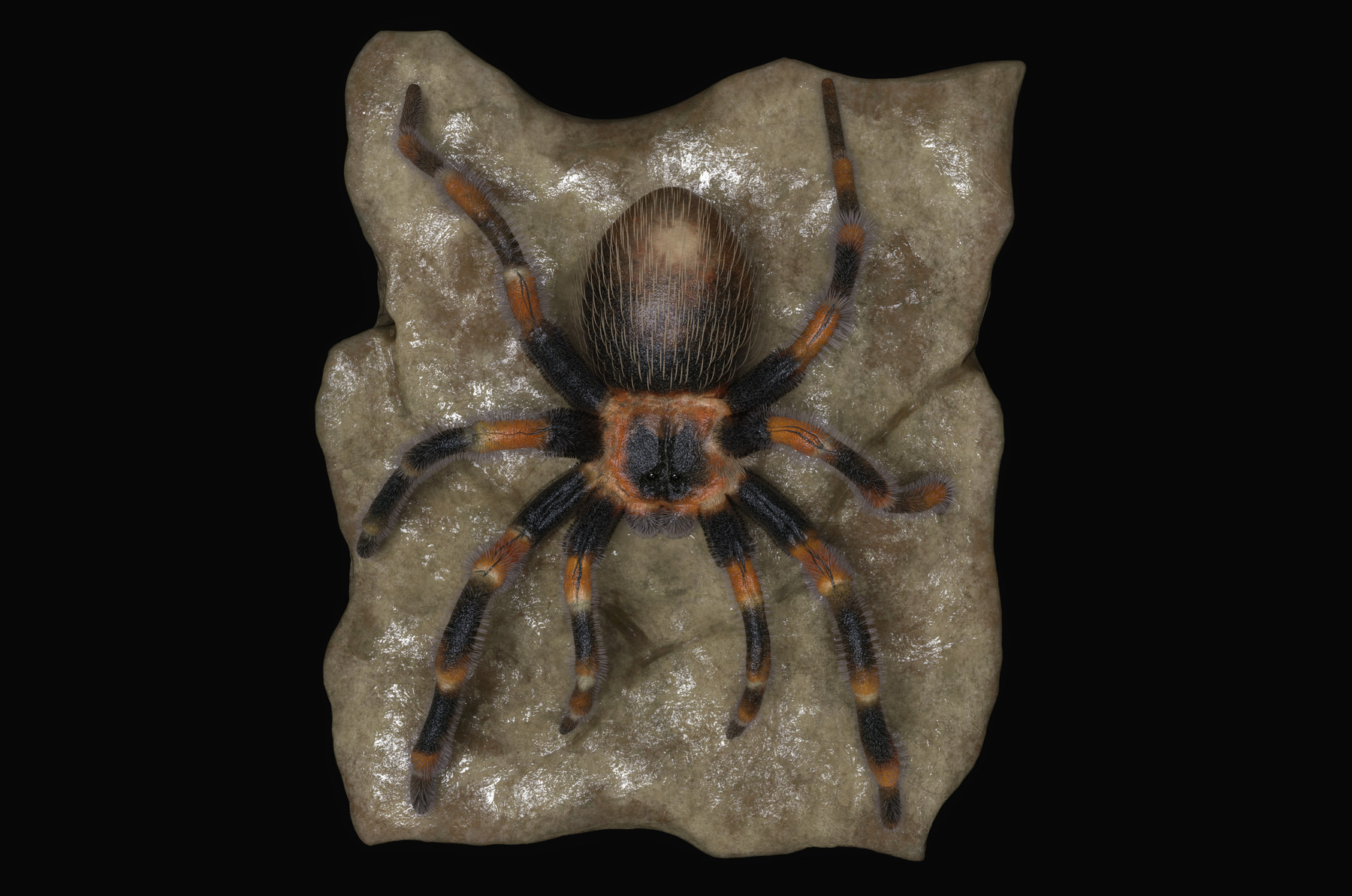 ArtStation - Red-knee Tarantula (brachypelma smithi) | Resources