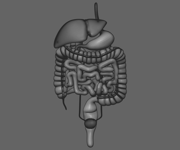 ArtStation - Human Male anatomy model with internal organs with 4K ...