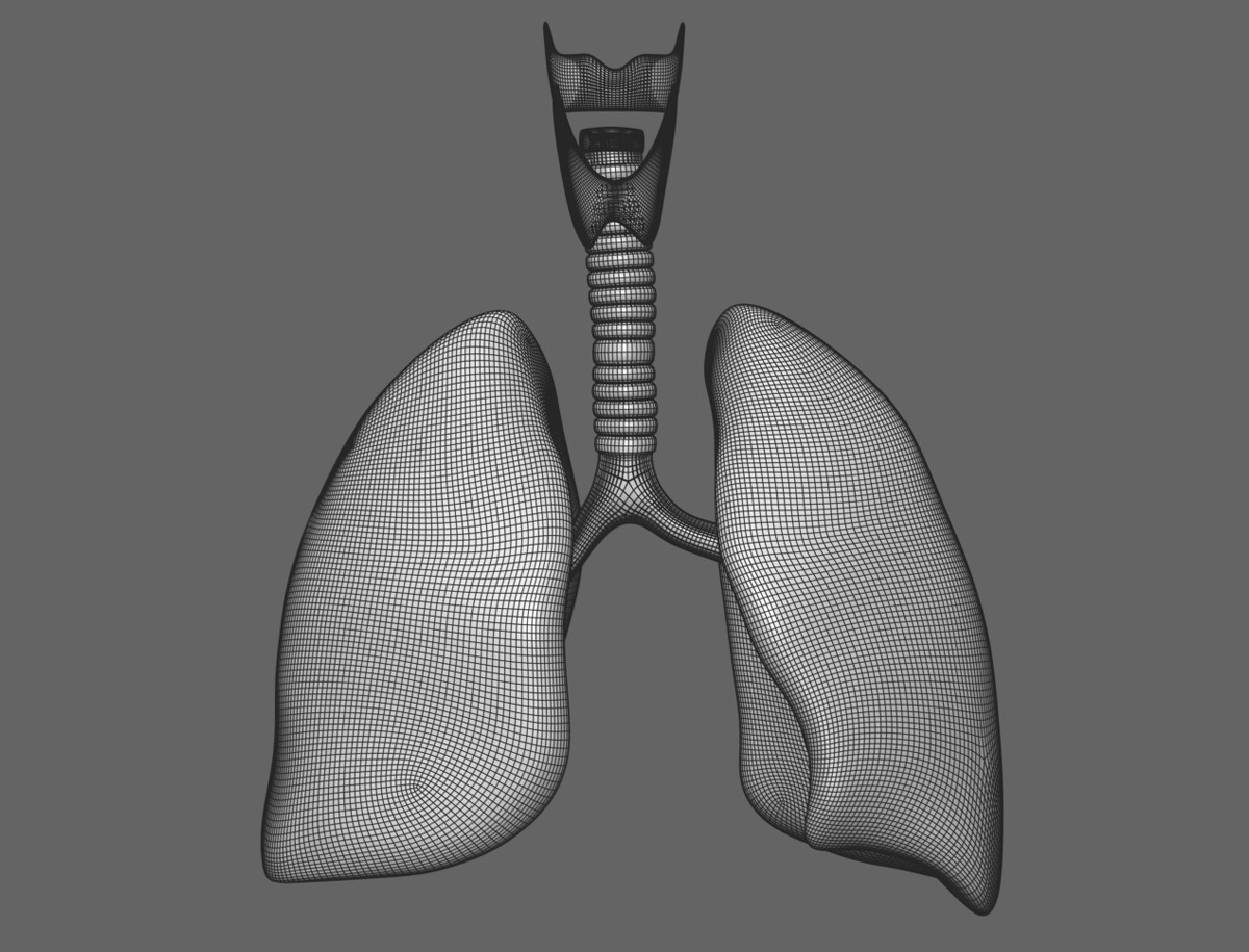 ArtStation - Human Male anatomy model with internal organs with 4K ...