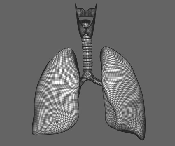 ArtStation - Human Male anatomy model with internal organs with 4K ...