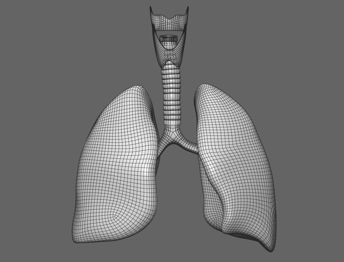 ArtStation - Human Male anatomy model with internal organs with 4K ...