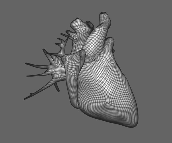 ArtStation - Human Male anatomy model with internal organs with 4K ...