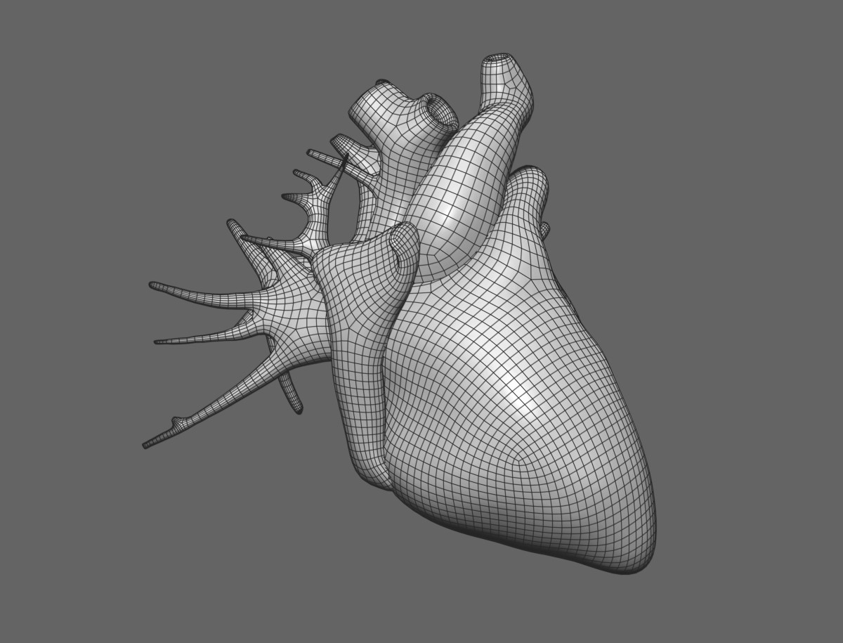 ArtStation - Human Male anatomy model with internal organs with 4K ...