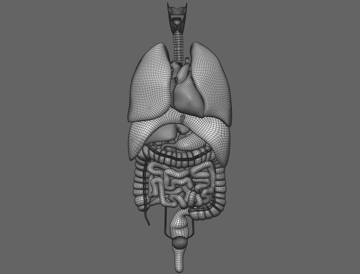 ArtStation - Human Male anatomy model with internal organs with 4K ...