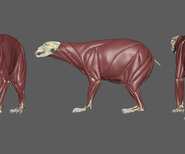 ArtStation - BEAR- Blackbear – sculpt/retopology/skeleton/muscles/uvs ...
