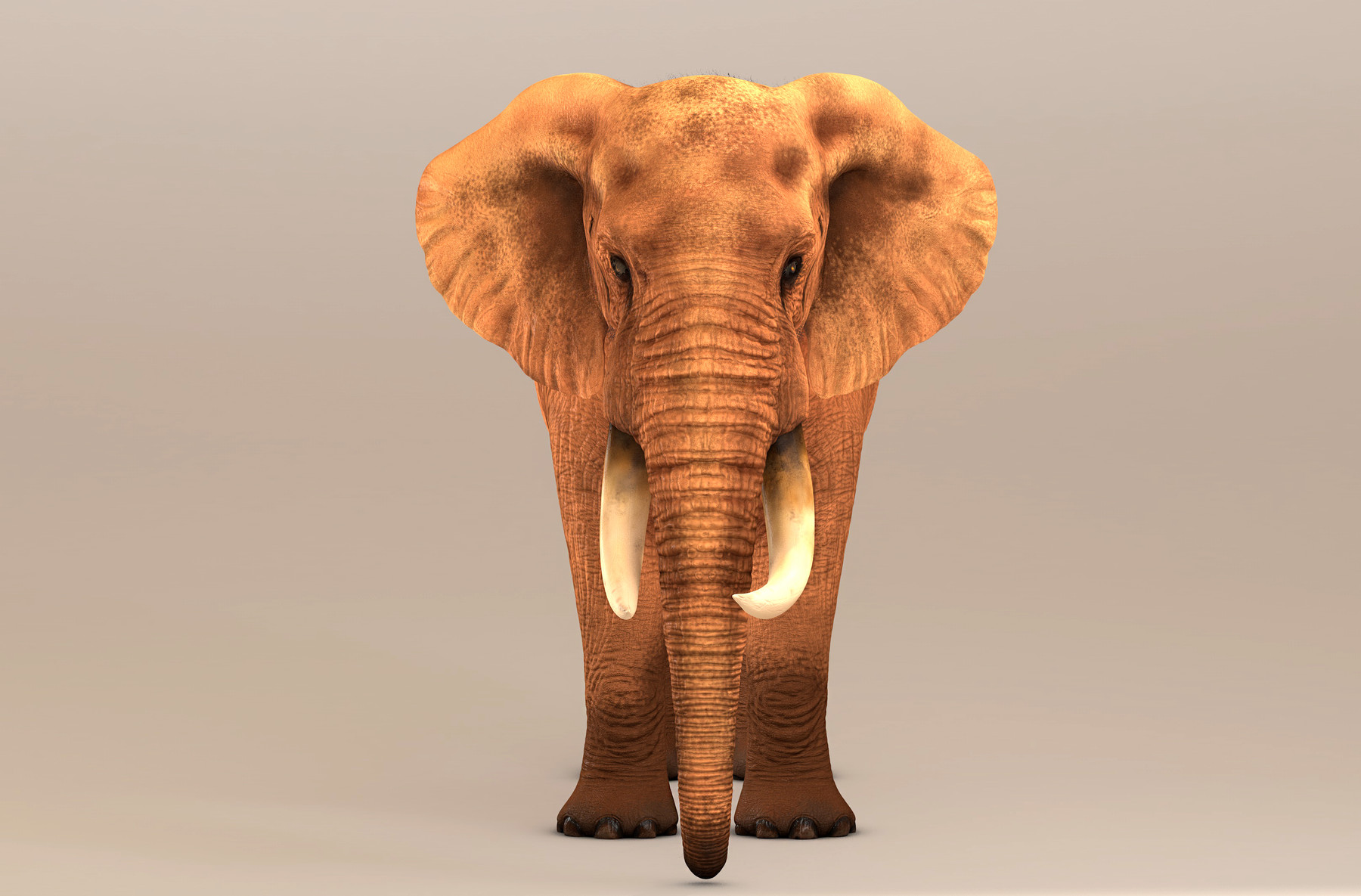 ArtStation - Elephant | Resources