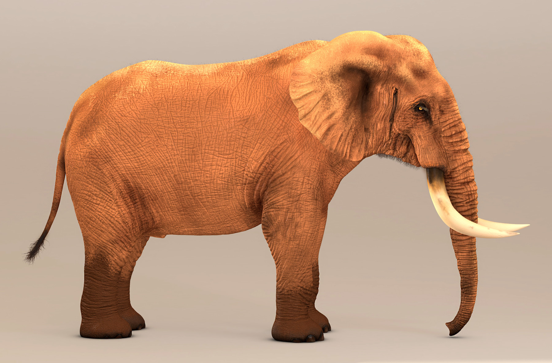 ArtStation - Elephant | Resources