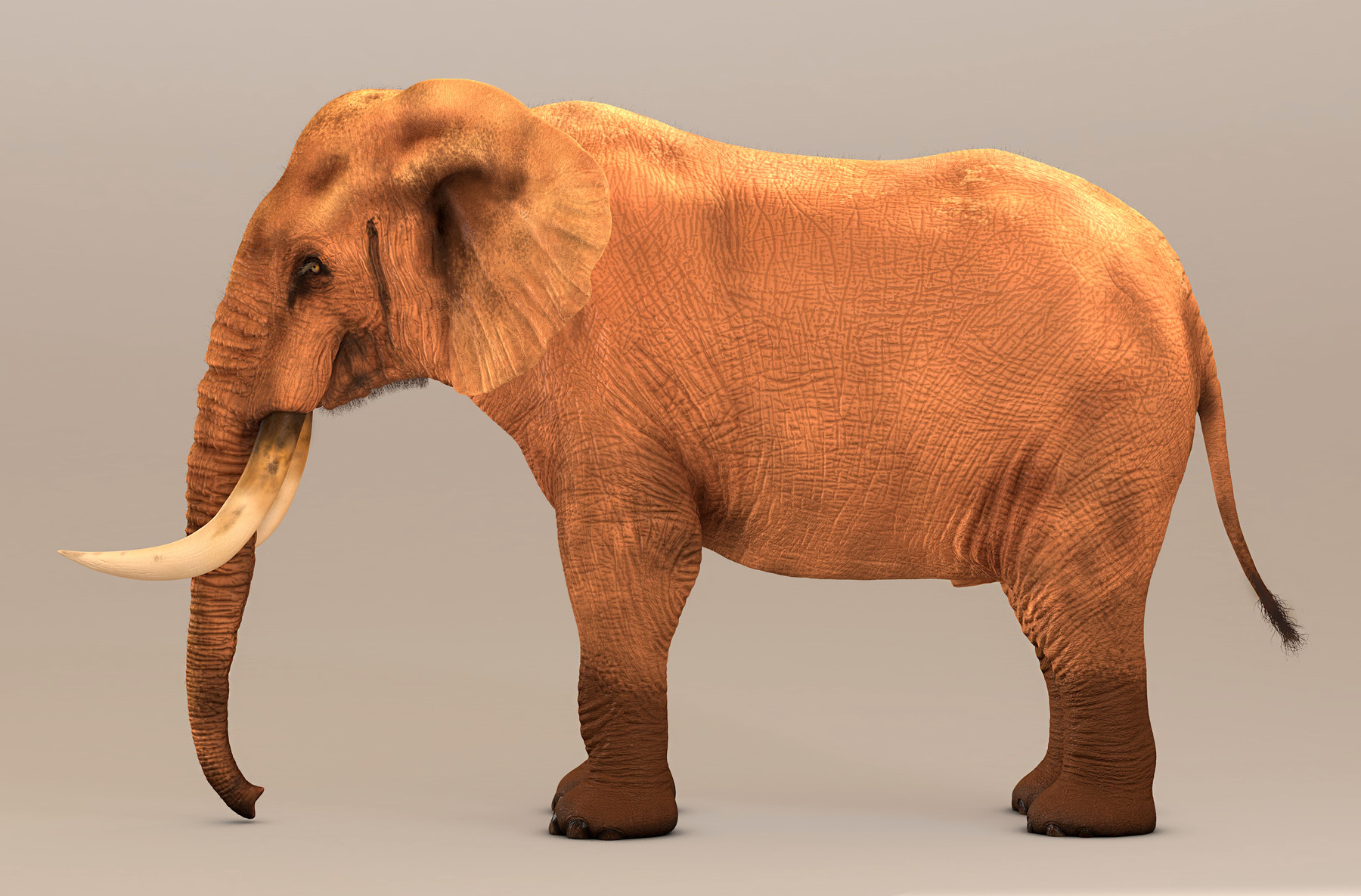 ArtStation - Elephant | Resources