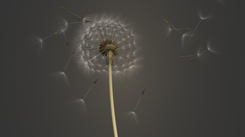 ArtStation - procedural Dandelion | Resources