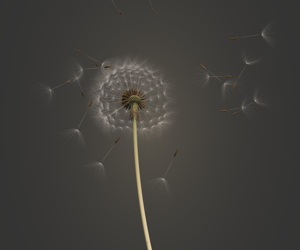 ArtStation - procedural Dandelion | Resources