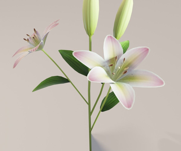 ArtStation - Lily 3D Model | Game Assets