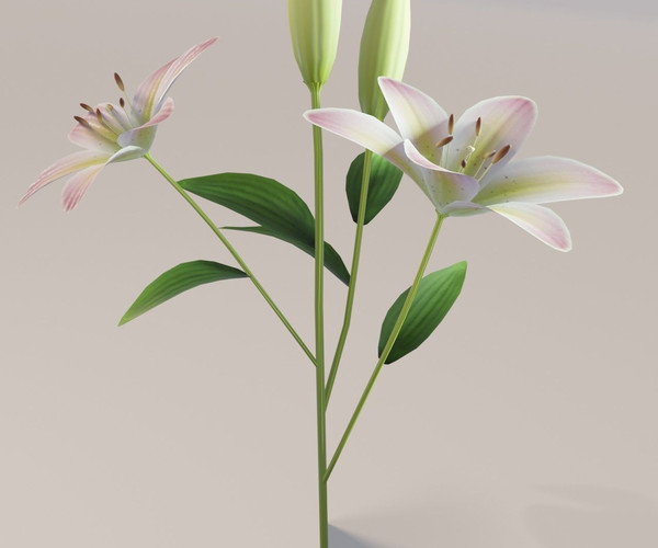 ArtStation - Lily 3D Model | Game Assets