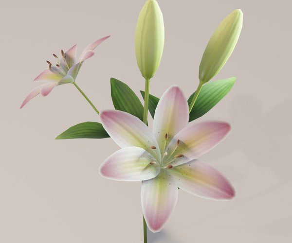 ArtStation - Lily 3D Model | Game Assets