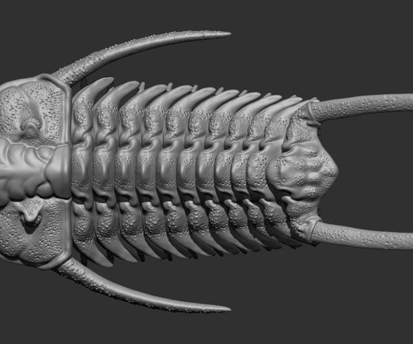 ArtStation - Trilobite | Resources