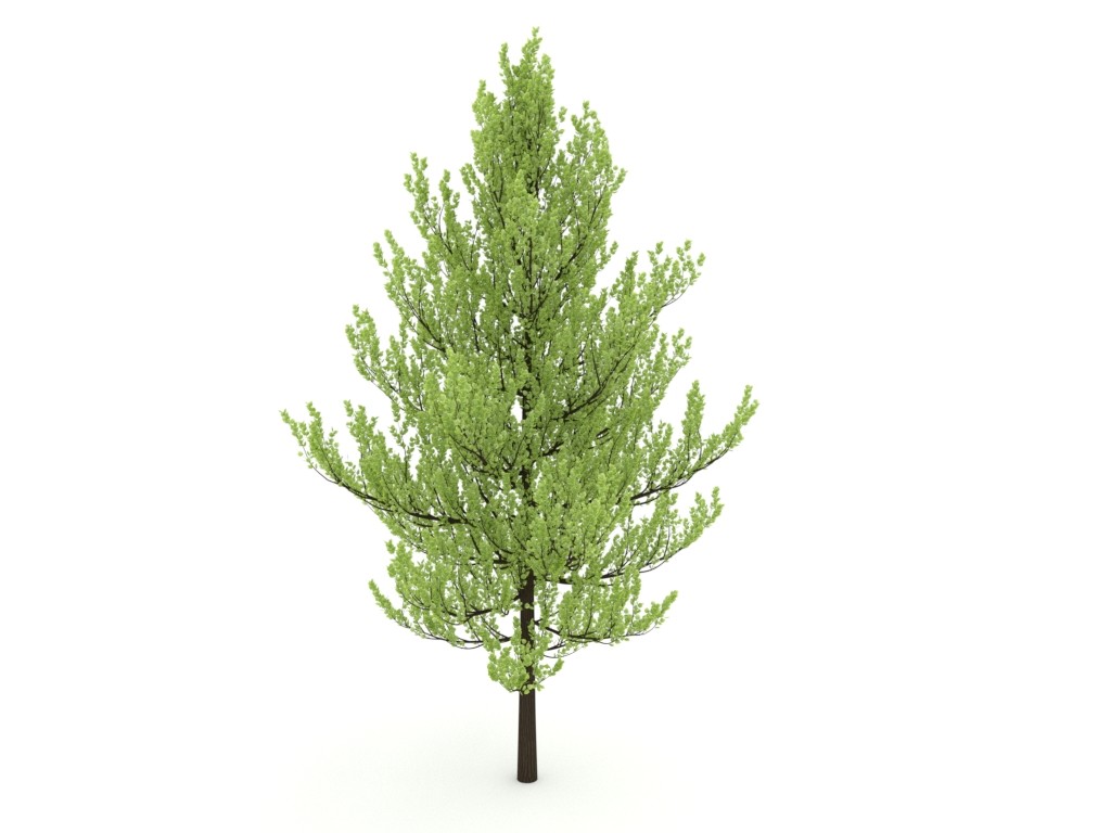 ArtStation - 3D Model: Standard Tree | Resources
