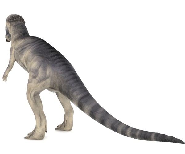 ArtStation - 3D Model: Pachycephalosaurus | Resources