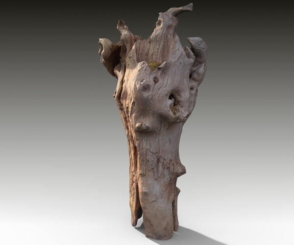 ArtStation - Twisted Tree Stump Scan | Resources