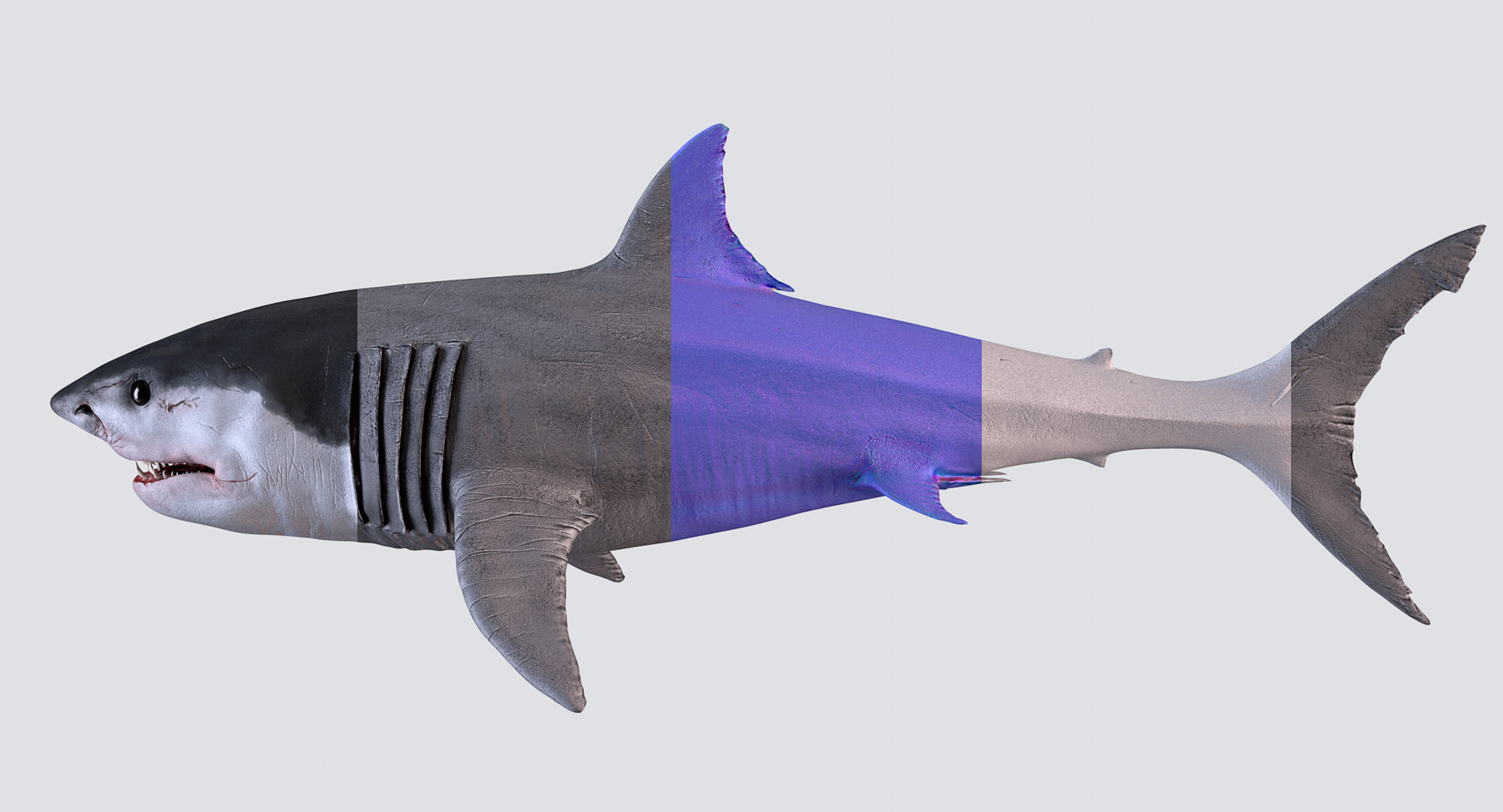 ArtStation - White Shark | Resources