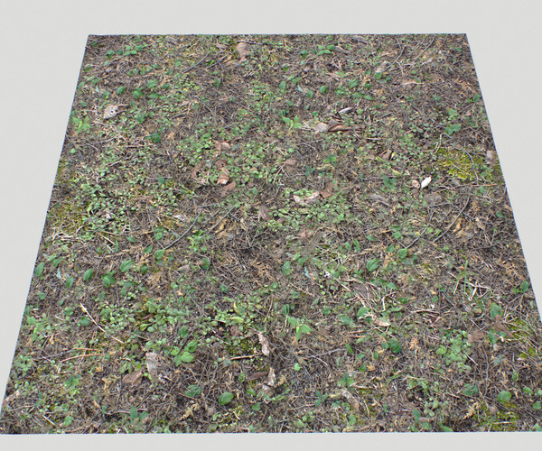 ArtStation - Forest ground PBR Pack 10 Textures | Resources