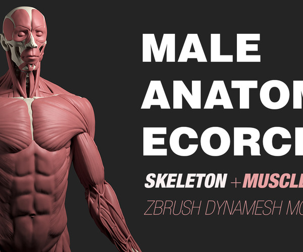 ArtStation - Male Anatomy Ecorche - Skeleton model - Human muscles ...