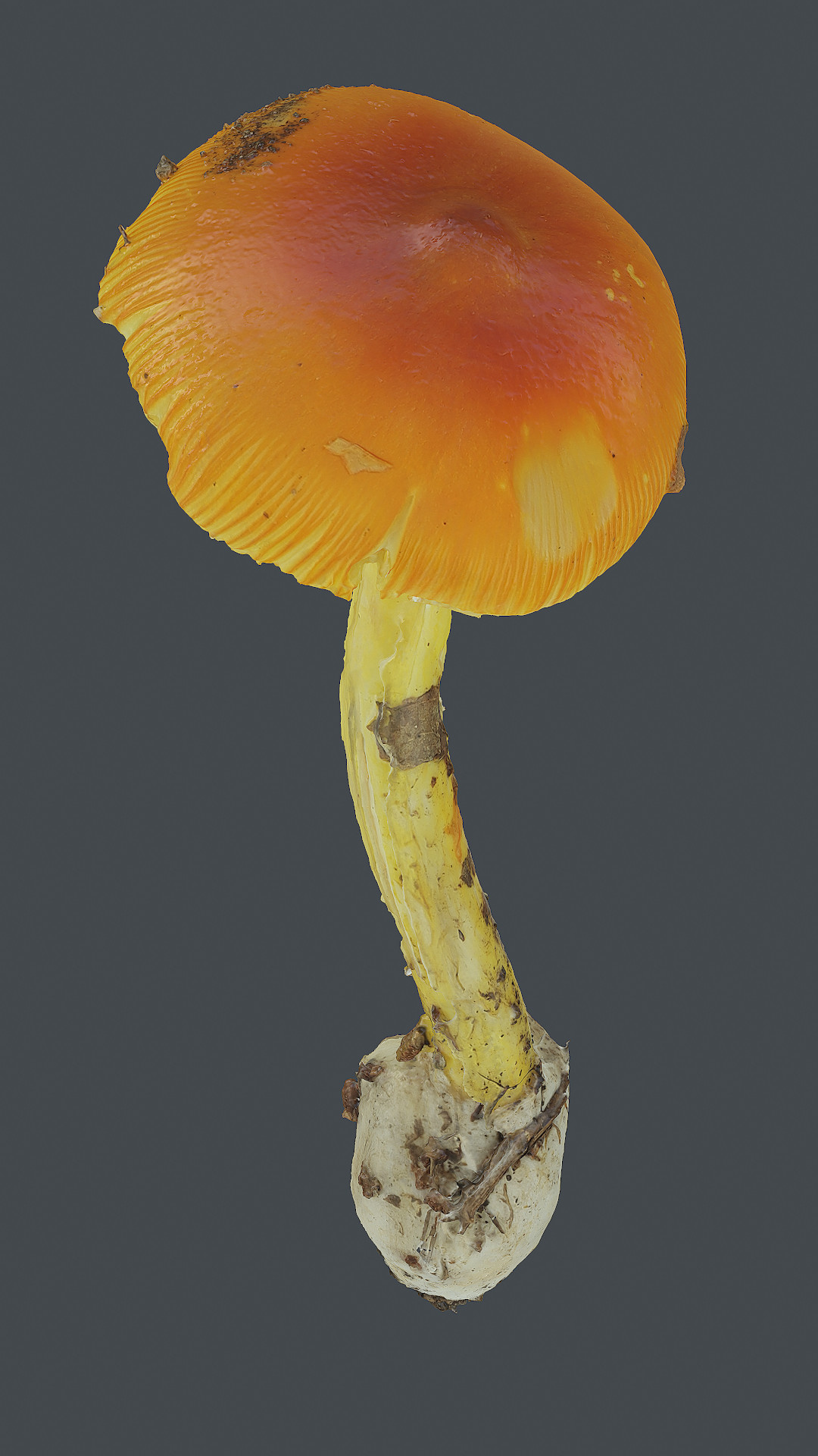 ArtStation - Photoscan_Mushroom_0001_only HighPoly Mesh (16K Texture ...