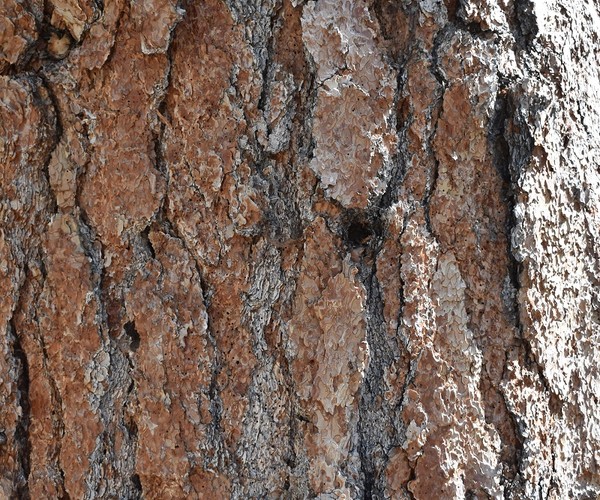 ArtStation - Wood Bark - Reference Pack | Resources