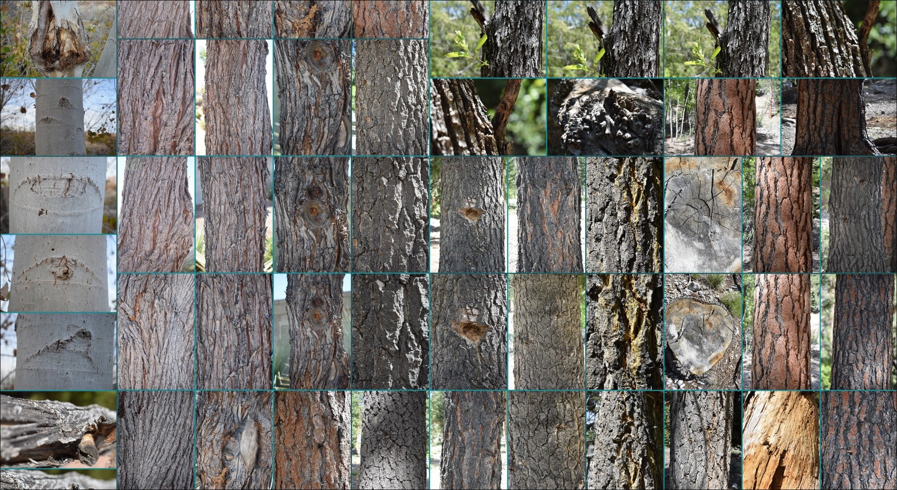 ArtStation - Wood Bark - Reference Pack | Resources