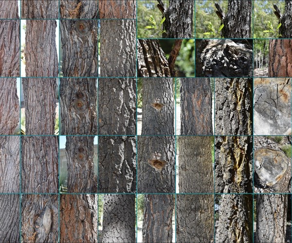 ArtStation - Wood Bark - Reference Pack | Resources