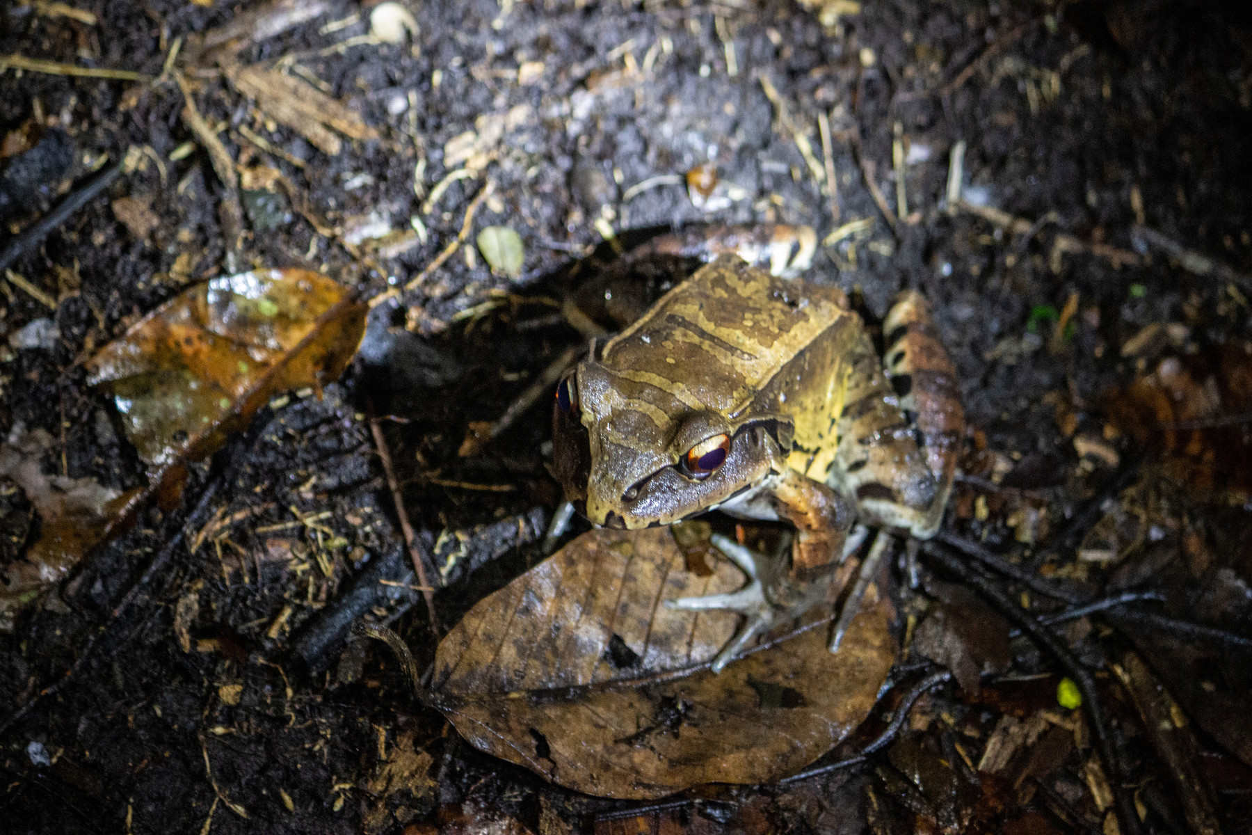 ArtStation - Amazon Rainforest Full: 800 Royalty free photos | Resources