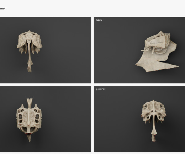 ArtStation - Realistic Human Skull | Game Assets