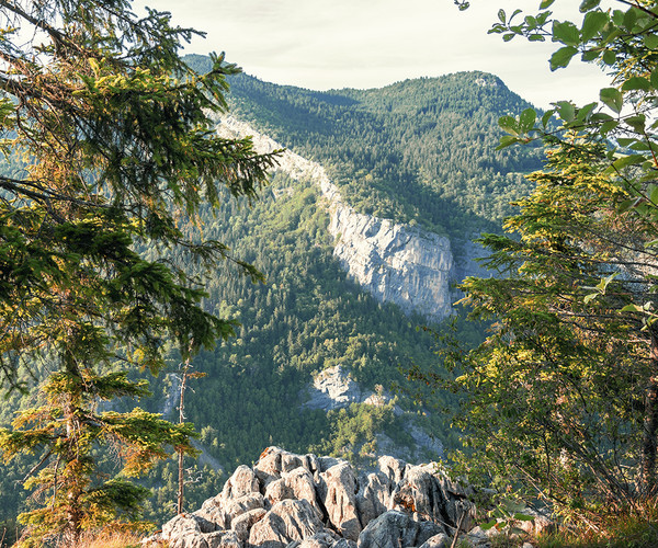 ArtStation - Photo Reference Pack: Alpine Forest | Resources